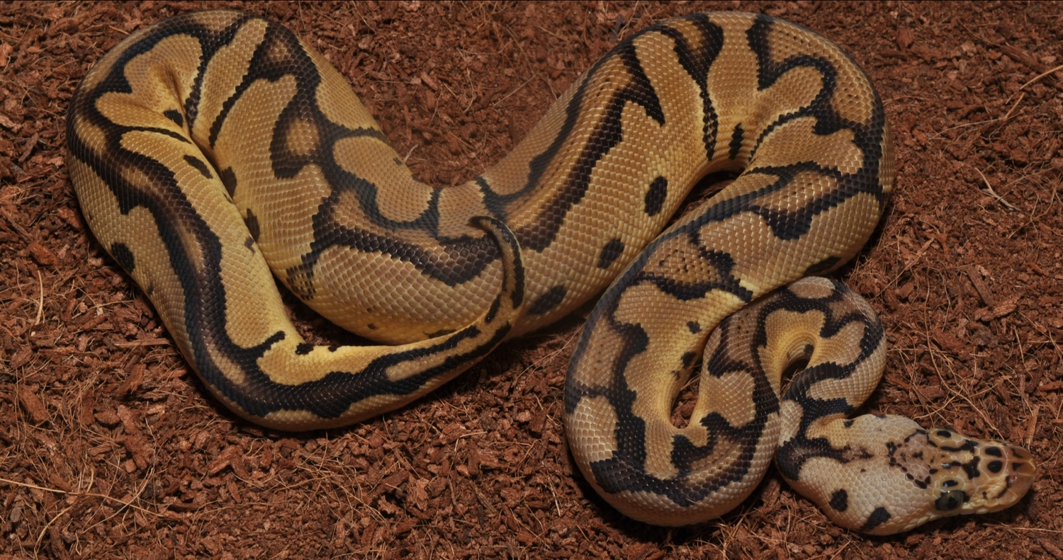 Pastel Blade Clown - SALE Ball Python by Sixth Sense Exotics - MorphMarket