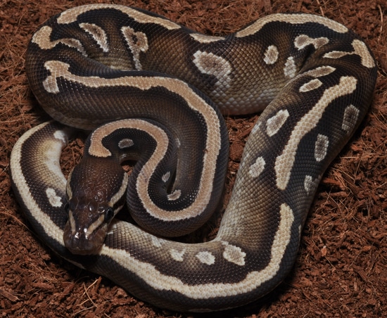 Mojave Het Pied - SALE Ball Python by Sixth Sense Exotics