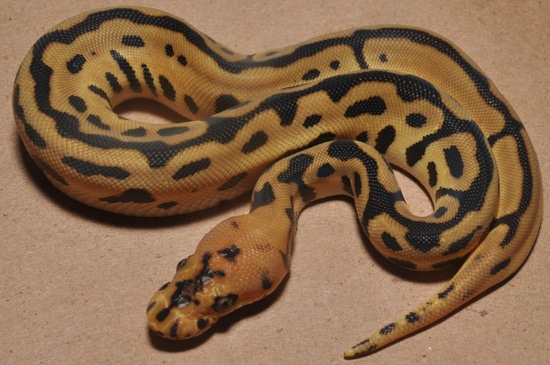 Fire Batman - SALE Ball Python by Sixth Sense Exotics