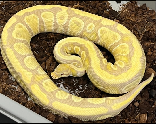 Candy Het Pied - SALE Ball Python by Sixth Sense Exotics
