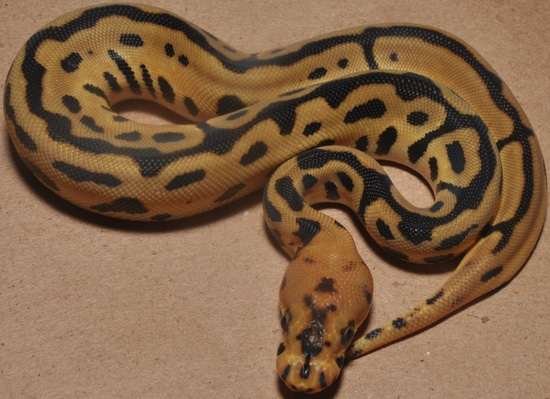 Fire Batman - SALE Ball Python by Sixth Sense Exotics