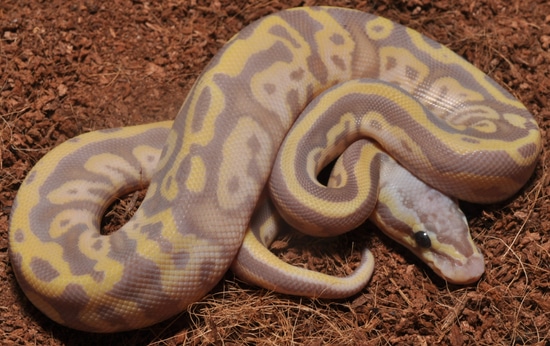 Cinny Nana Leo Het Pied - SALE Ball Python by Sixth Sense Exotics