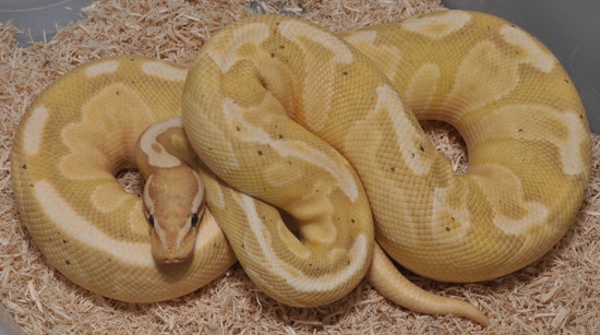 GHI OD Nana Specter - SALE Ball Python by Sixth Sense Exotics