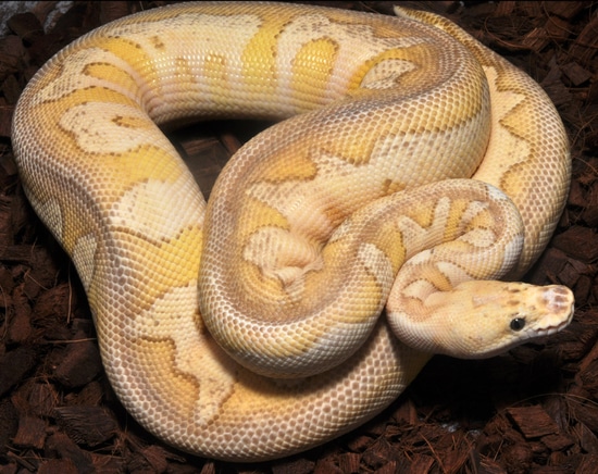 Firefly Lesser Clown - SALE Ball Python by Sixth Sense Exotics