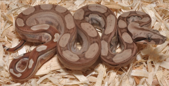 Hypo Keltic Het Sharp (Purple) Boa Constrictor by Sixth Sense Exotics