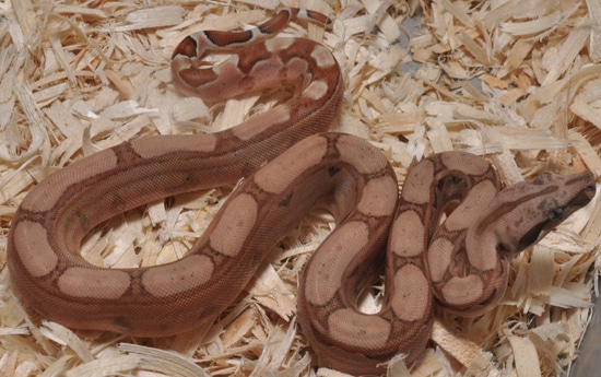 Hypo Keltic Het Sharp (Purple) Boa Constrictor by Sixth Sense Exotics