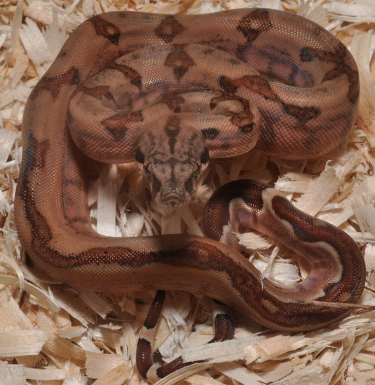 Hypo Jungle Het Sun Dragon Boa Constrictor by Sixth Sense Exotics