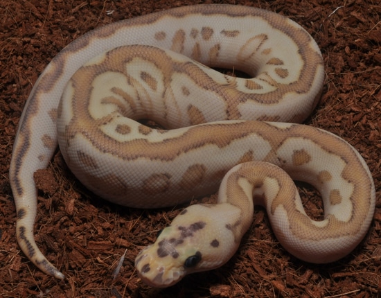 SN Nuclear Clown Pos YB Ball Python by Sixth Sense Exotics