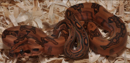 Jungle Blood Het Red Dragon Boa Constrictor by Sixth Sense Exotics
