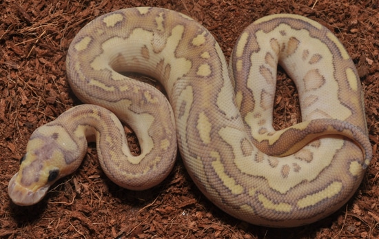 Nuclear Clown Ball Python by Sixth Sense Exotics