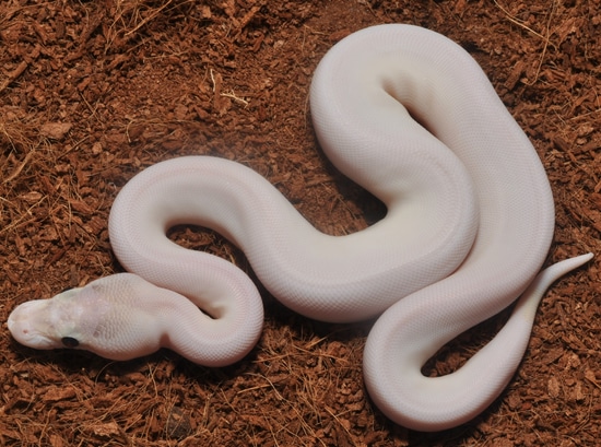 Ivory Enchi Pied Ball Python by Sixth Sense Exotics