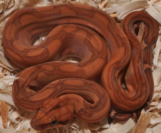 Bloody Salmon Het Sun Dragon Boa Constrictor by Sixth Sense Exotics