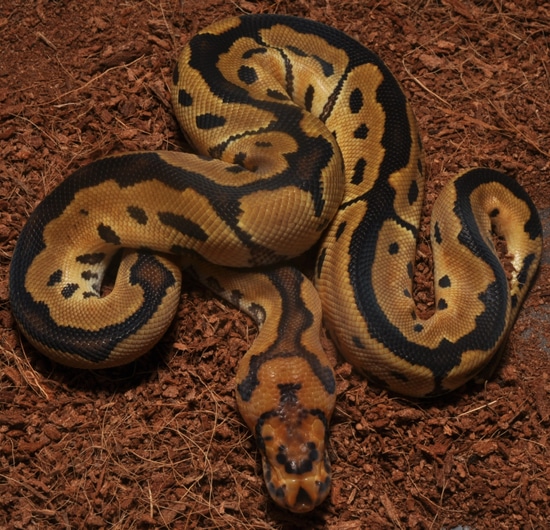 Leo Clown Ball Python by Sixth Sense Exotics