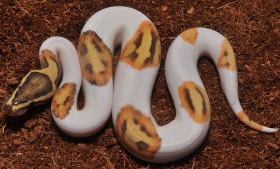 OD Pastel Enchi Pied Ball Python by Sixth Sense Exotics