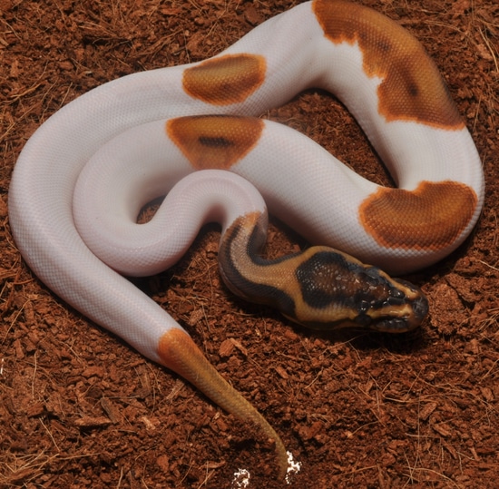 OD Enchi Pied Ball Python by Sixth Sense Exotics
