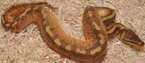 Sunset Fire Enchi Ball Python by Sixth Sense Exotics