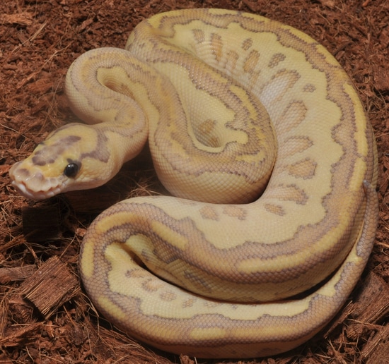 Nuclear SN Clown Ball Python by Sixth Sense Exotics