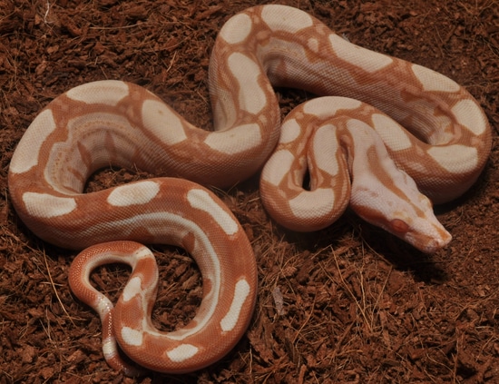 Purple Sharp Keltic - SALE Boa Constrictor by Sixth Sense Exotics