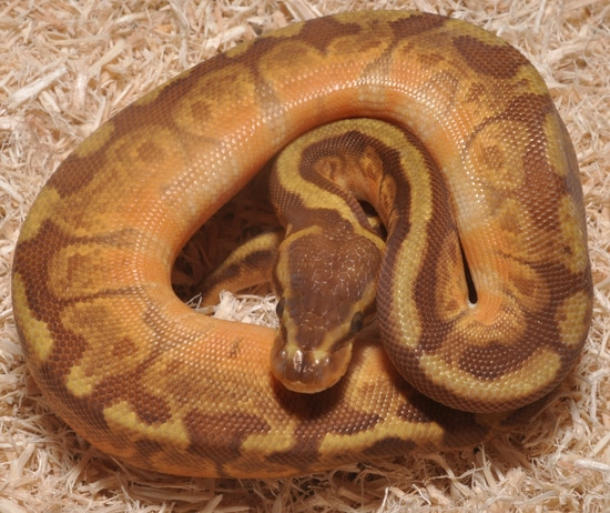 Fire Enchi Sunset Ball Python by Sixth Sense Exotics