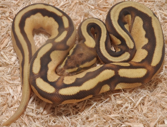OD Fire Mahogany Enchi Het Pied - SALE Ball Python by Sixth Sense Exotics