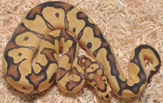 Fire SN Blade Clown Ball Python by Sixth Sense Exotics