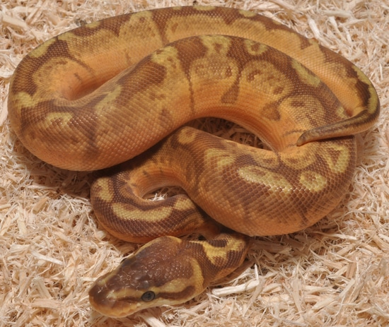 Fire Enchi Sunset Ball Python by Sixth Sense Exotics
