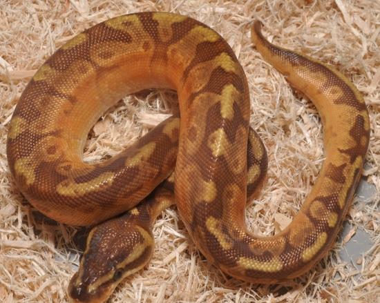 Sunset Fire Ball Python by Sixth Sense Exotics