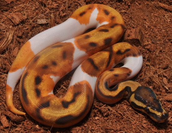 OD Enchi Pied Ball Python by Sixth Sense Exotics