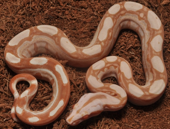 Keltic Purple Sharp - SALE Boa Constrictor by Sixth Sense Exotics