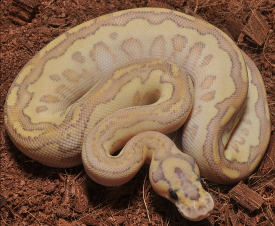 OD Nuclear Clown - SALE Ball Python by Sixth Sense Exotics