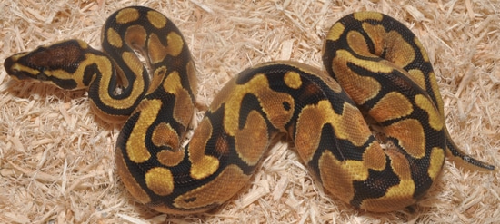 Fire Enchi Het Sunset - SALE Ball Python by Sixth Sense Exotics