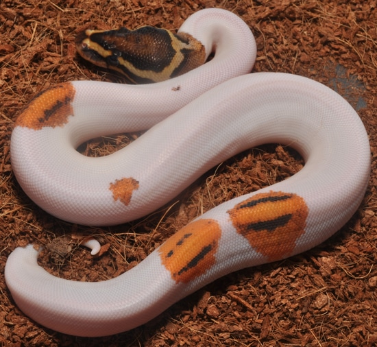 ODYB Pied - SALE Ball Python by Sixth Sense Exotics