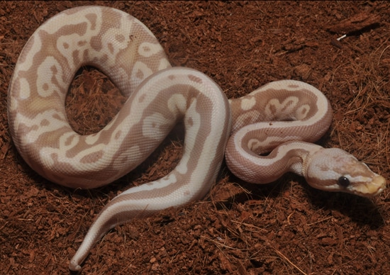 Cinny Leo Banana Het Pied - SALE Ball Python by Sixth Sense Exotics
