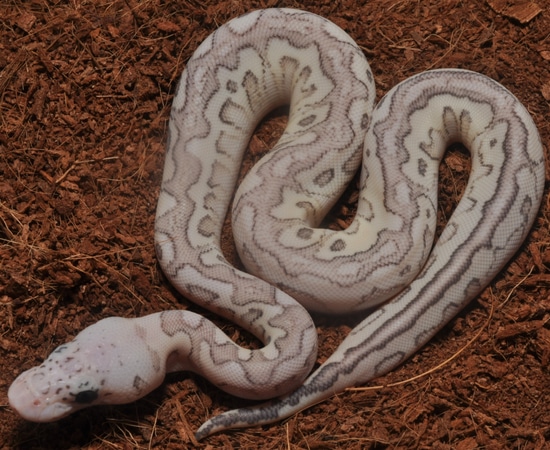 Firefly Butter Cypress Leopard Clown - SALE Ball Python by Sixth Sense ...