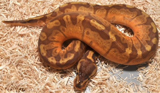 Fire Enchi Sunset Ball Python by Sixth Sense Exotics