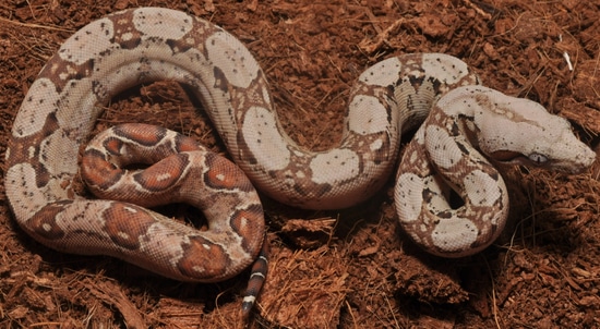 Honduran Het Snow - SALE Boa Constrictor by Sixth Sense Exotics