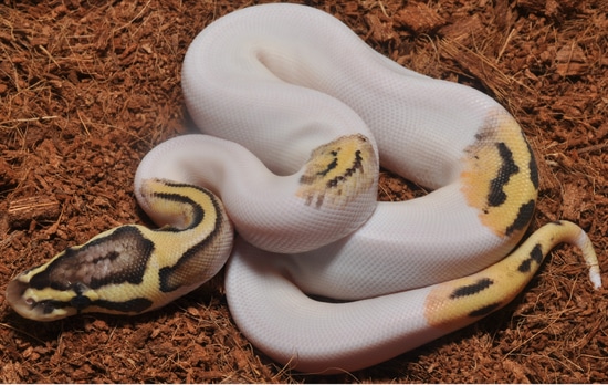 Firefly Pied - SALE Ball Python by Sixth Sense Exotics