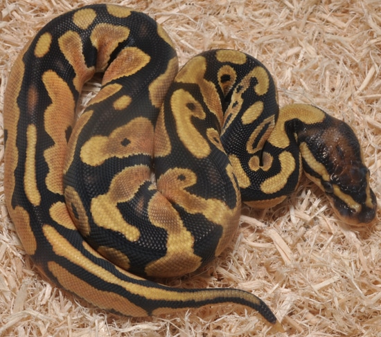 OD Fire Enchi Het Pied - SALE Ball Python by Sixth Sense Exotics
