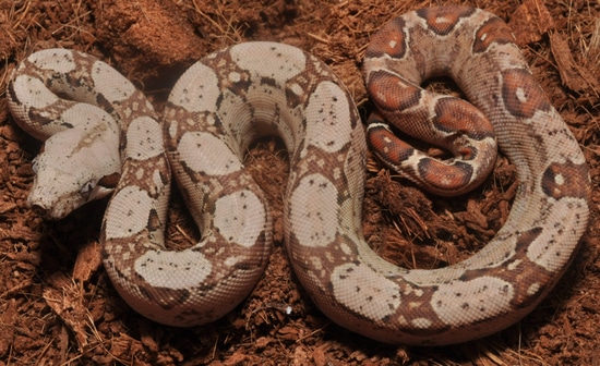 Honduran Het Snow - SALE Boa Constrictor by Sixth Sense Exotics