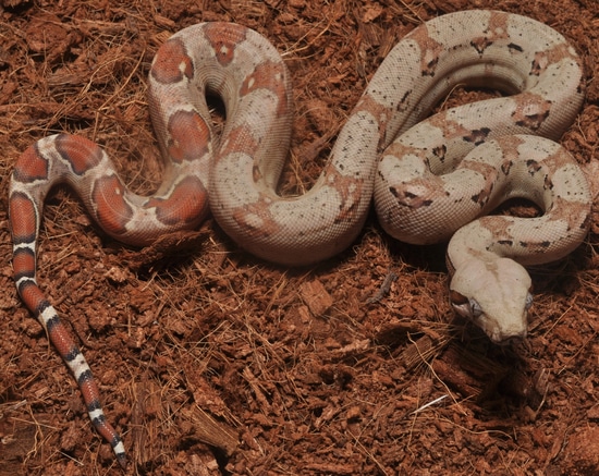 Honduran Tpos Het Snow -SALE Boa Constrictor by Sixth Sense Exotics