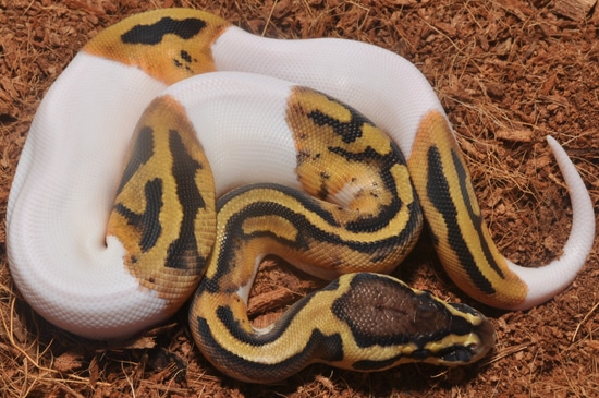 Fire Pied - SALE Ball Python by Sixth Sense Exotics
