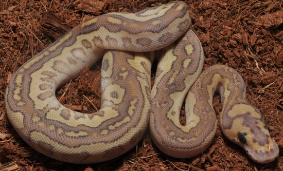 Nuclear Clown - SALE Ball Python by Sixth Sense Exotics