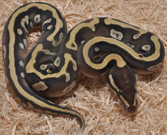 YB Mojave Het Pied - SALE Ball Python by Sixth Sense Exotics