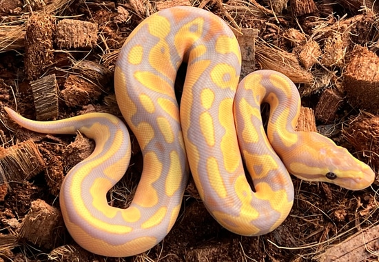 Fire Specter Banana Het Pied - SALE Ball Python by Sixth Sense Exotics