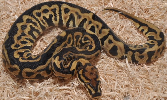 Chocolate Spotnose Leo Het Clown - SALE Ball Python by Sixth Sense Exotics