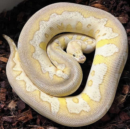 Firefly Butter Clown ADULT - SALE Ball Python by Sixth Sense Exotics