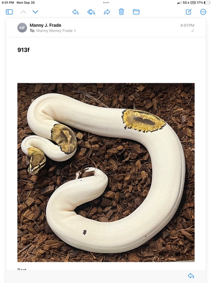 Fire Pied ADULT - SALE Ball Python by Sixth Sense Exotics
