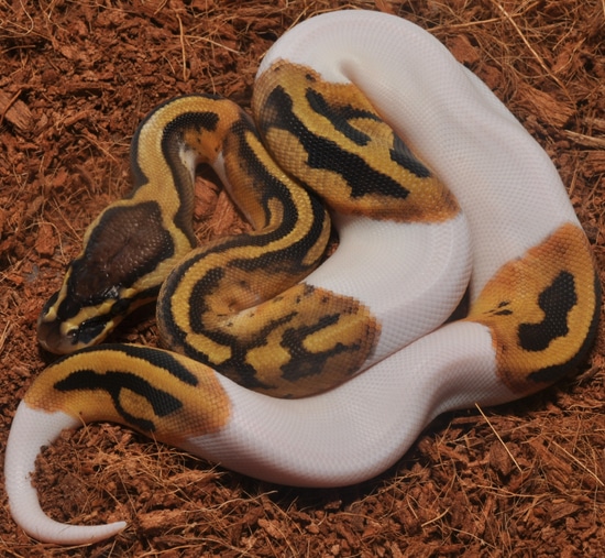 Fire Pied - SALE Ball Python by Sixth Sense Exotics