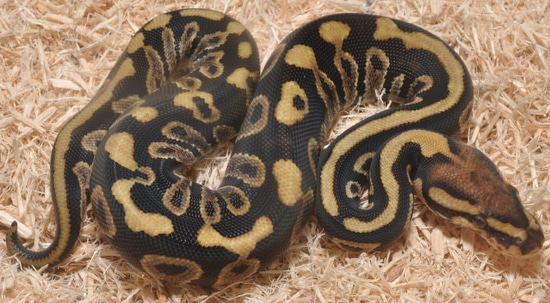 Fire Spotnose Chocolate Het Clown - SALE Ball Python by Sixth Sense Exotics