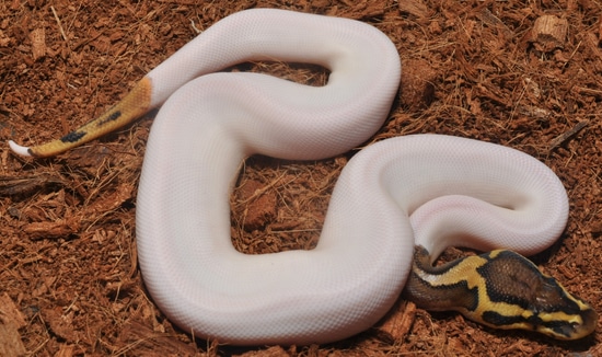 Fire Pied Ball Python by Sixth Sense Exotics